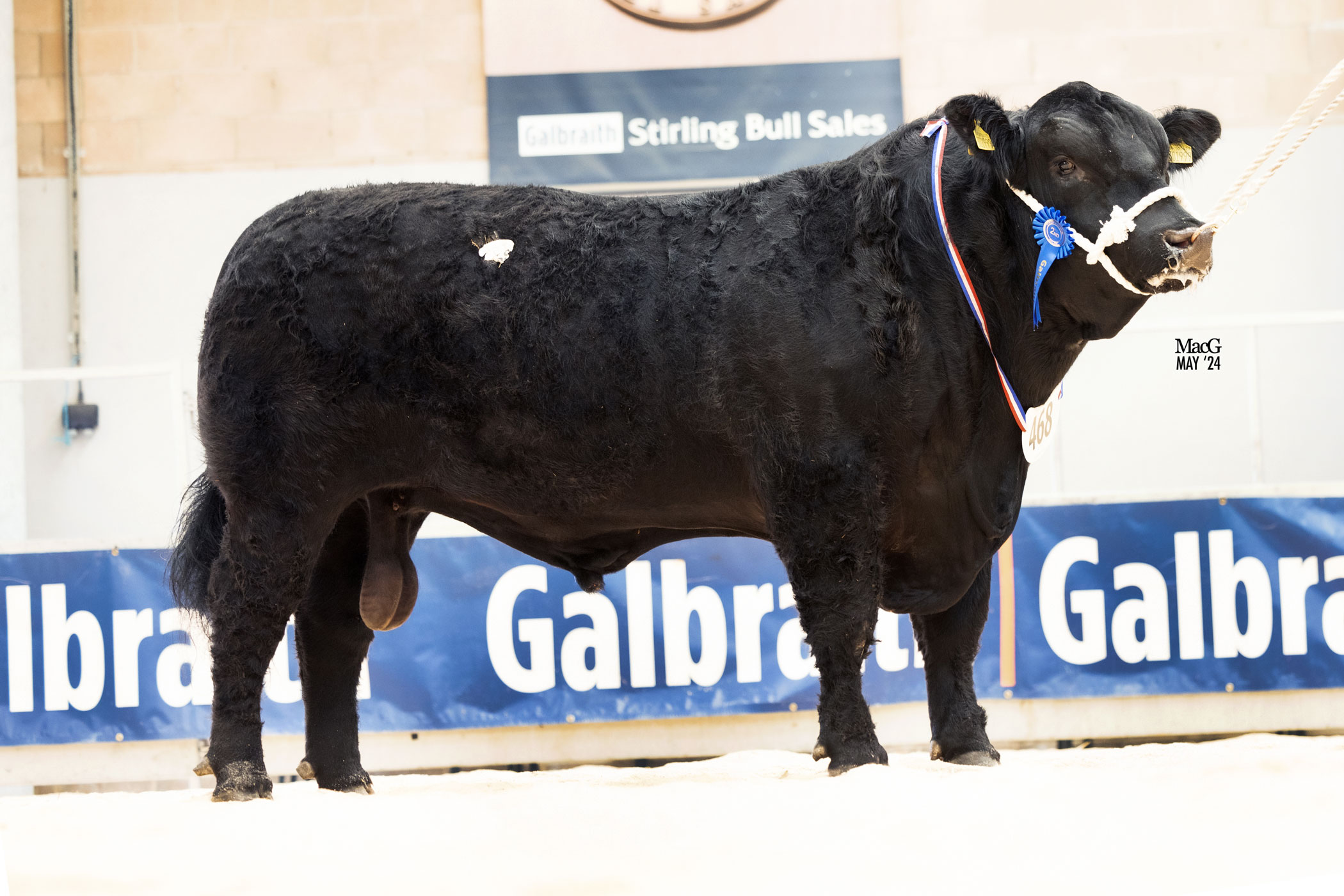 Prices peak at £8400 at the Aberdeen-Angus Cattle Society Spring Sale ...