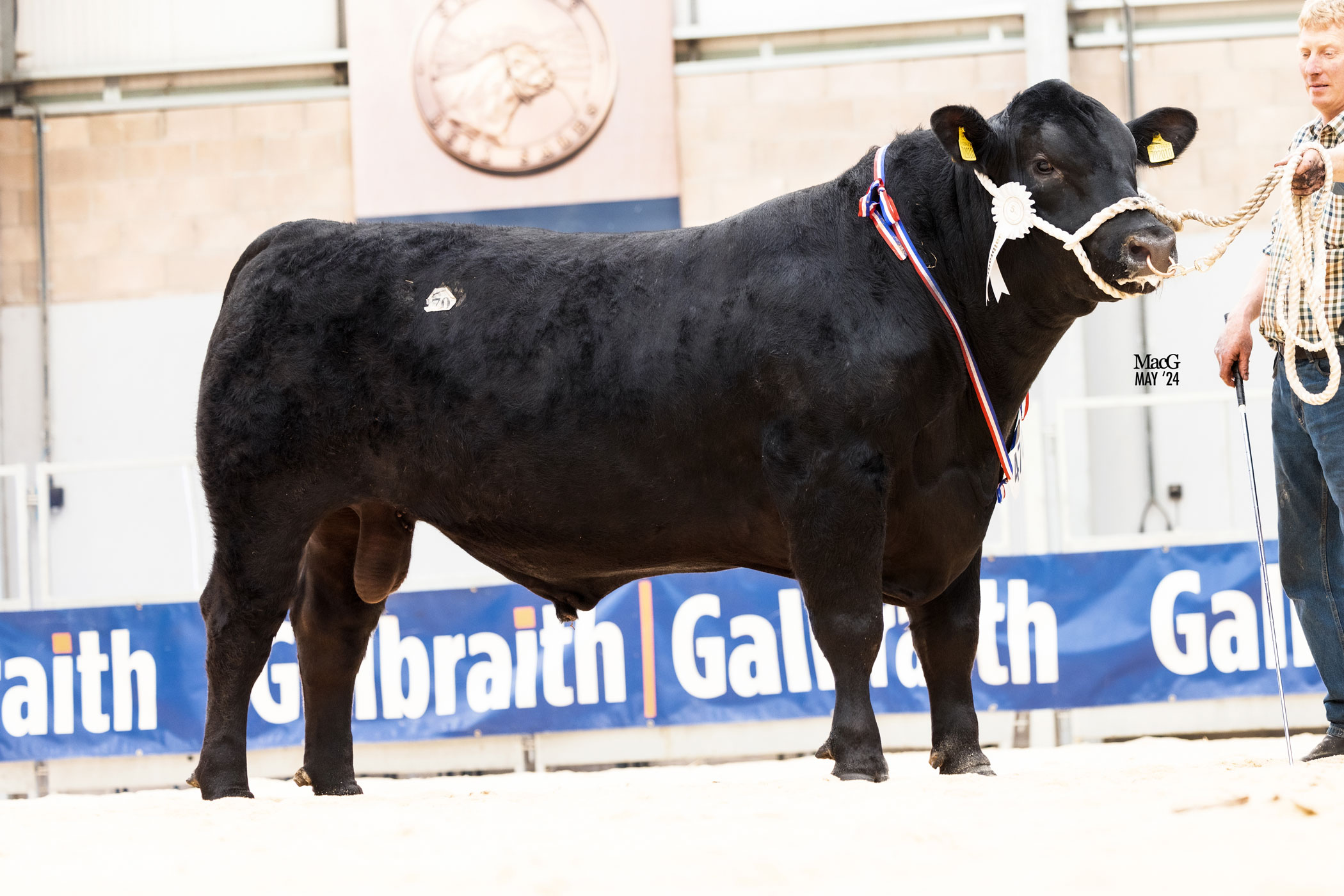 Prices peak at £8400 at the Aberdeen-Angus Cattle Society Spring Sale ...