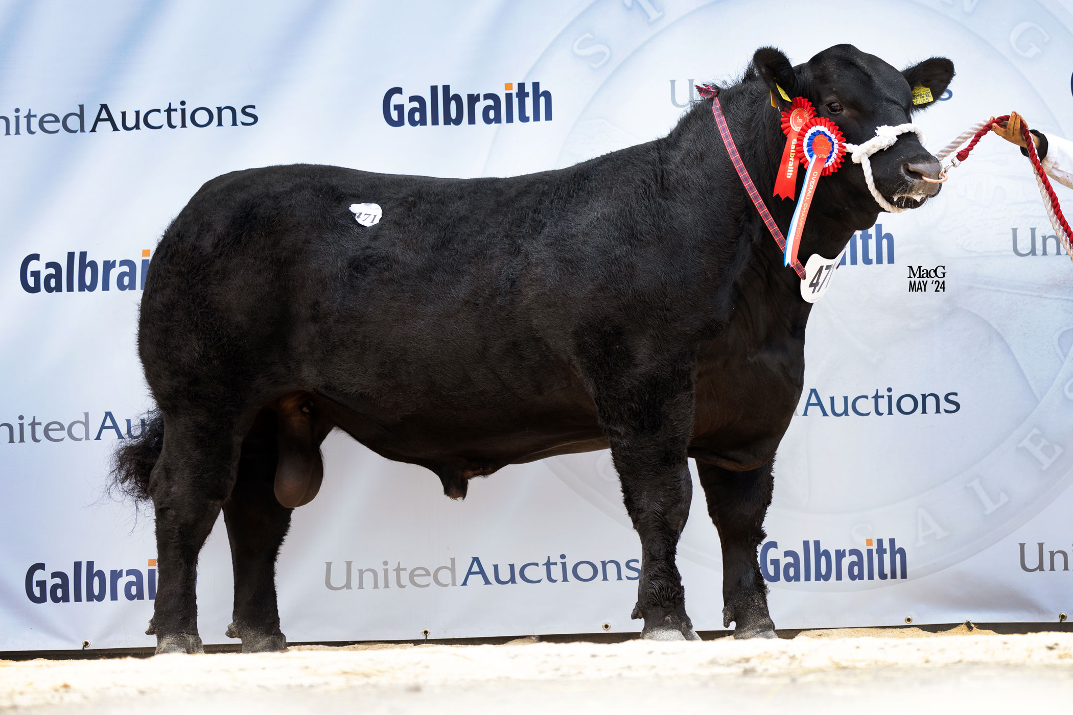 Prices peak at £8400 at the Aberdeen-Angus Cattle Society Spring Sale ...