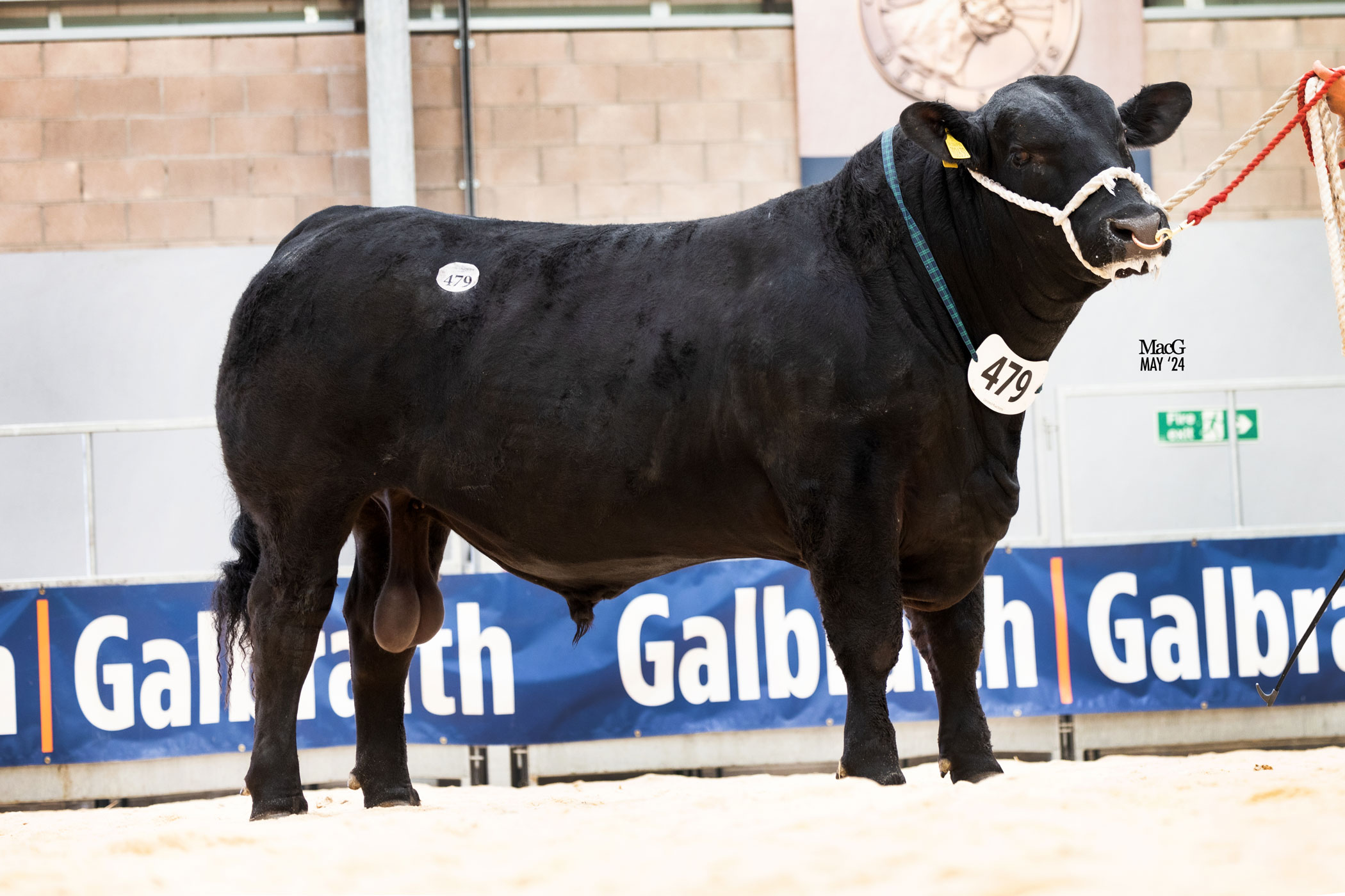 Prices peak at £8400 at the Aberdeen-Angus Cattle Society Spring Sale ...
