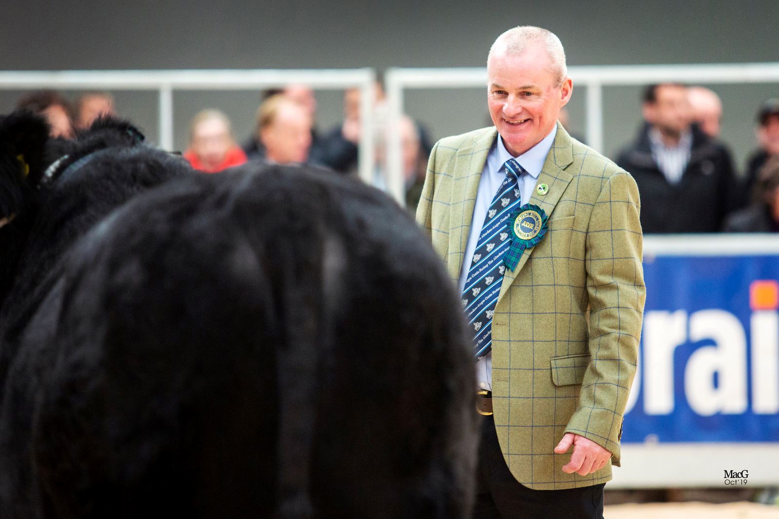 Scotsman set to judge Balmoral Angus entry - Aberdeen-Angus Cattle Society