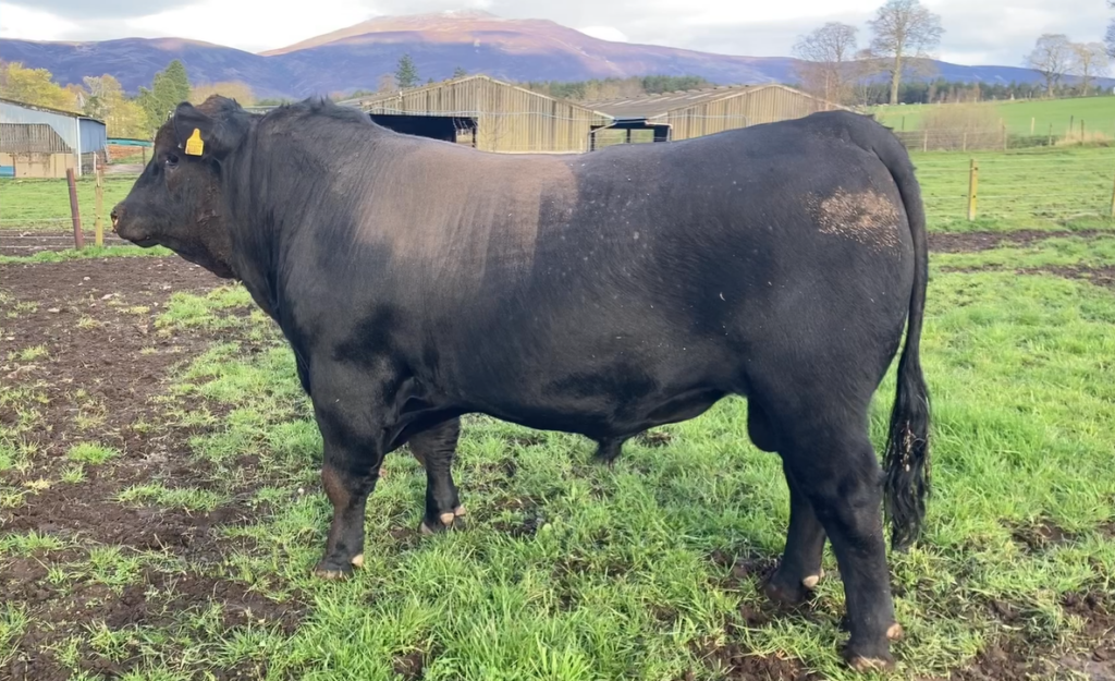 Stock for Sale - Aberdeen-Angus Cattle Society