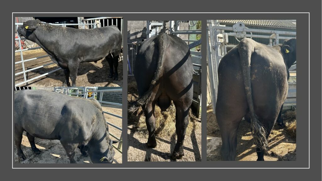 Aberdeen-Angus Bulls for sale - Manchester Area - Aberdeen-Angus Cattle ...