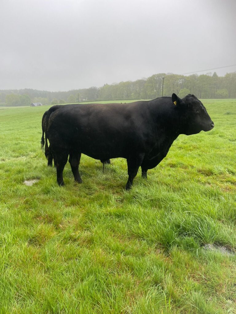 Stock for Sale - Aberdeen-Angus Cattle Society
