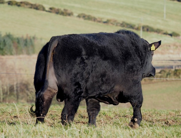 Bulls for Sale - Foggie Aberdeen-Angus - Aberdeen-Angus Cattle Society