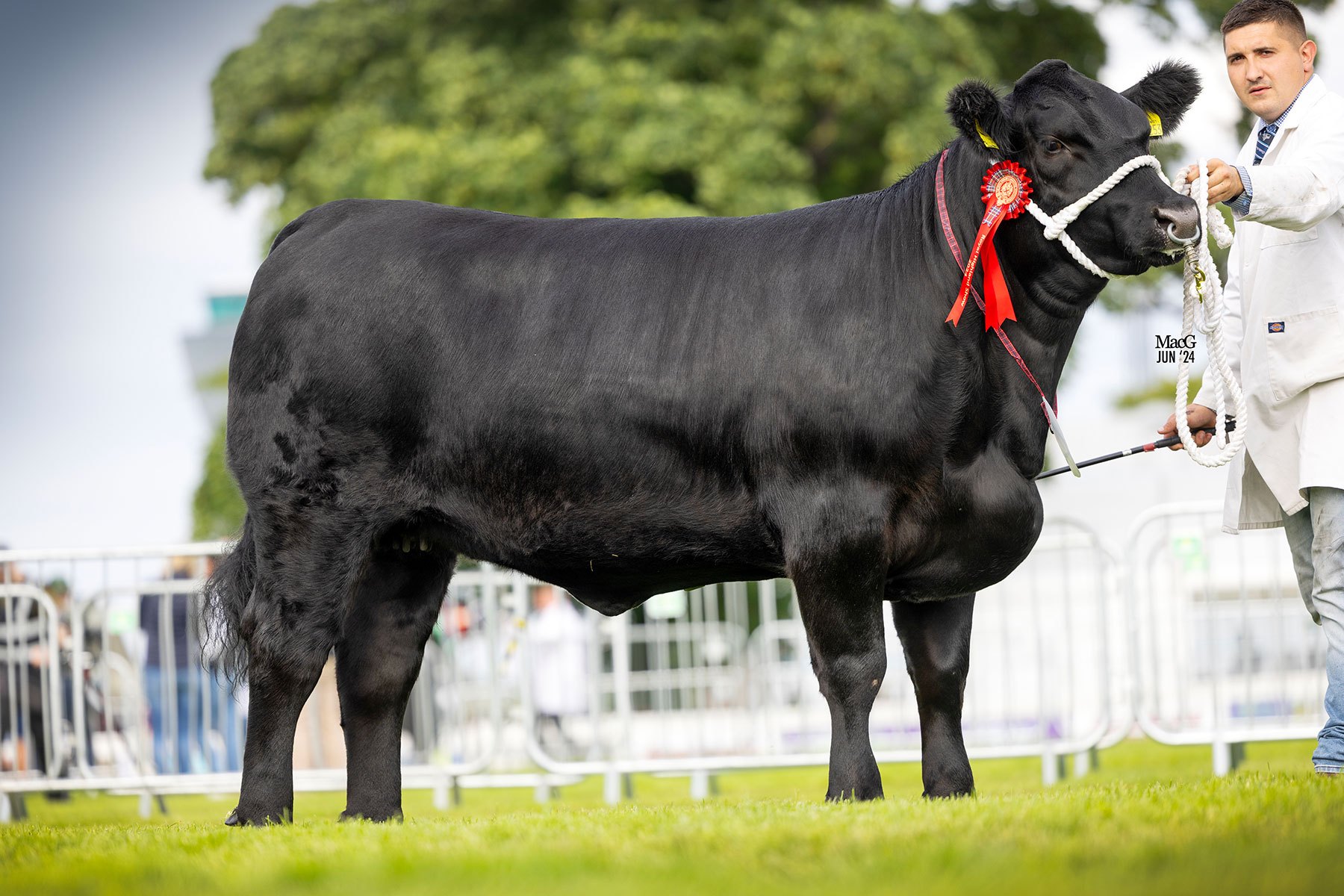 Royal Highland Show 2024 - Aberdeen-Angus Cattle Society