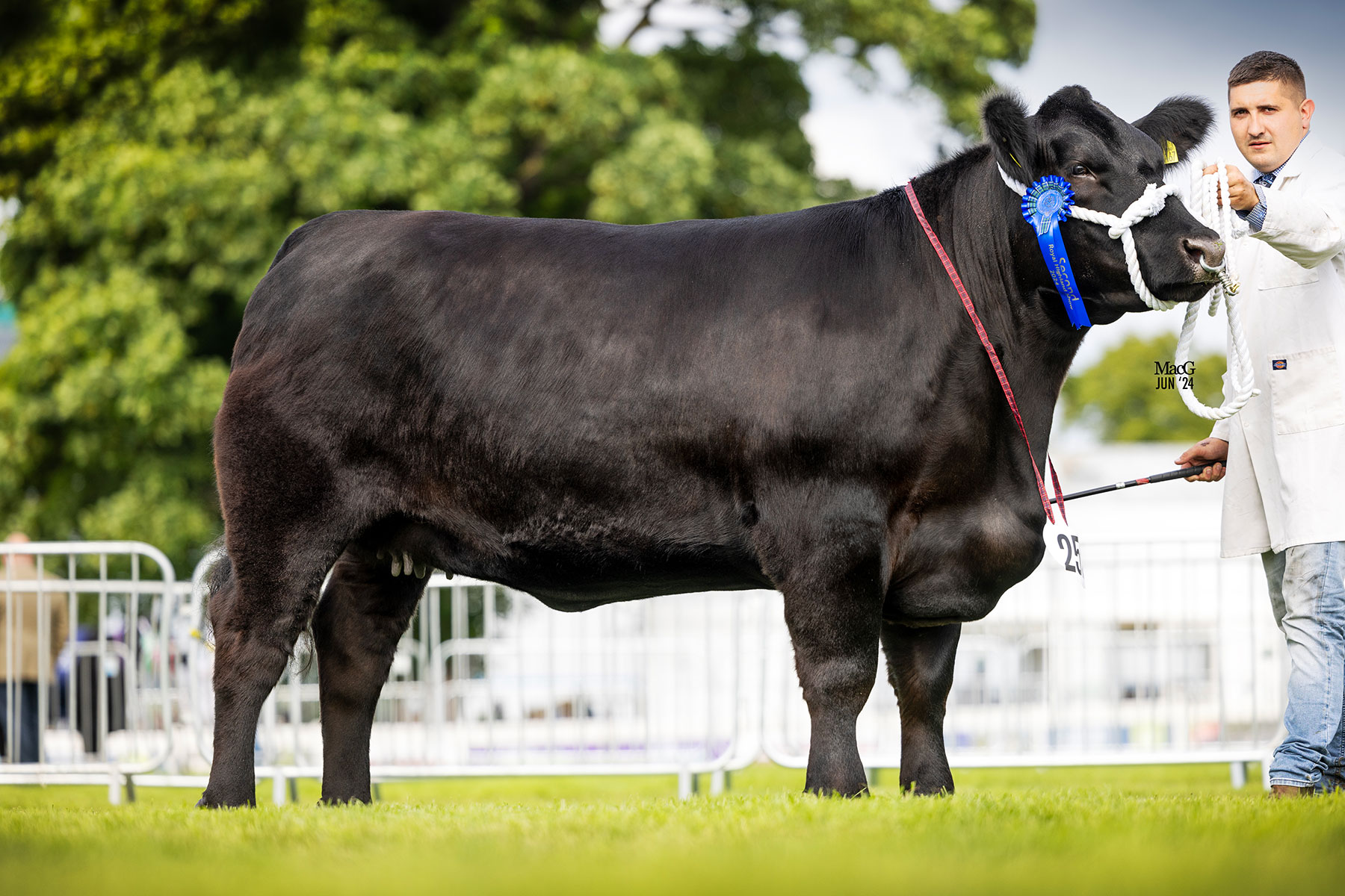 Royal Highland Show 2024 Report & Results - Aberdeen-Angus Cattle Society