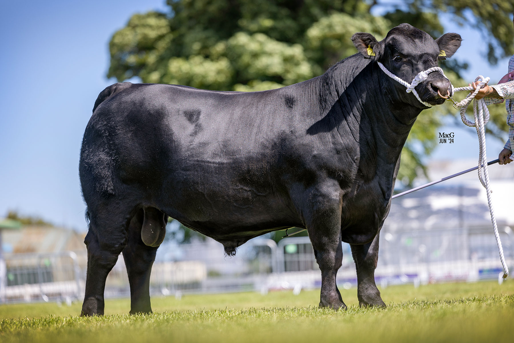Royal Highland Show 2024 Report & Results - Aberdeen-Angus Cattle Society