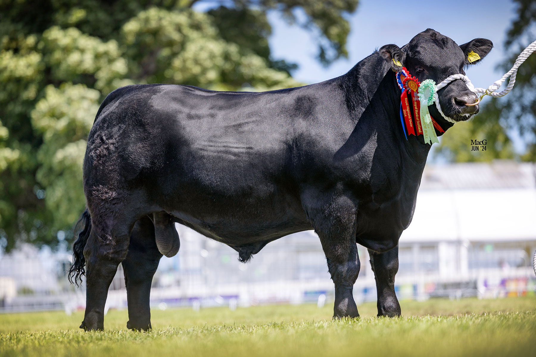 Royal Highland Show 2024 Results & Gallery - Aberdeen-Angus Cattle Society