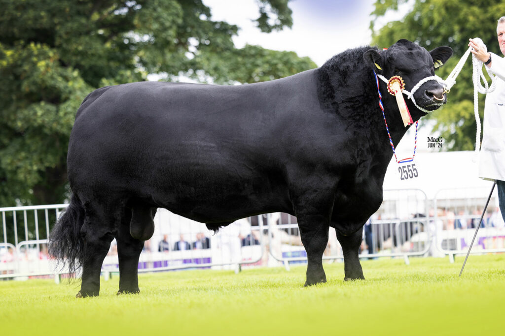 Royal Highland Show 2024 Report - Aberdeen-Angus Cattle Society
