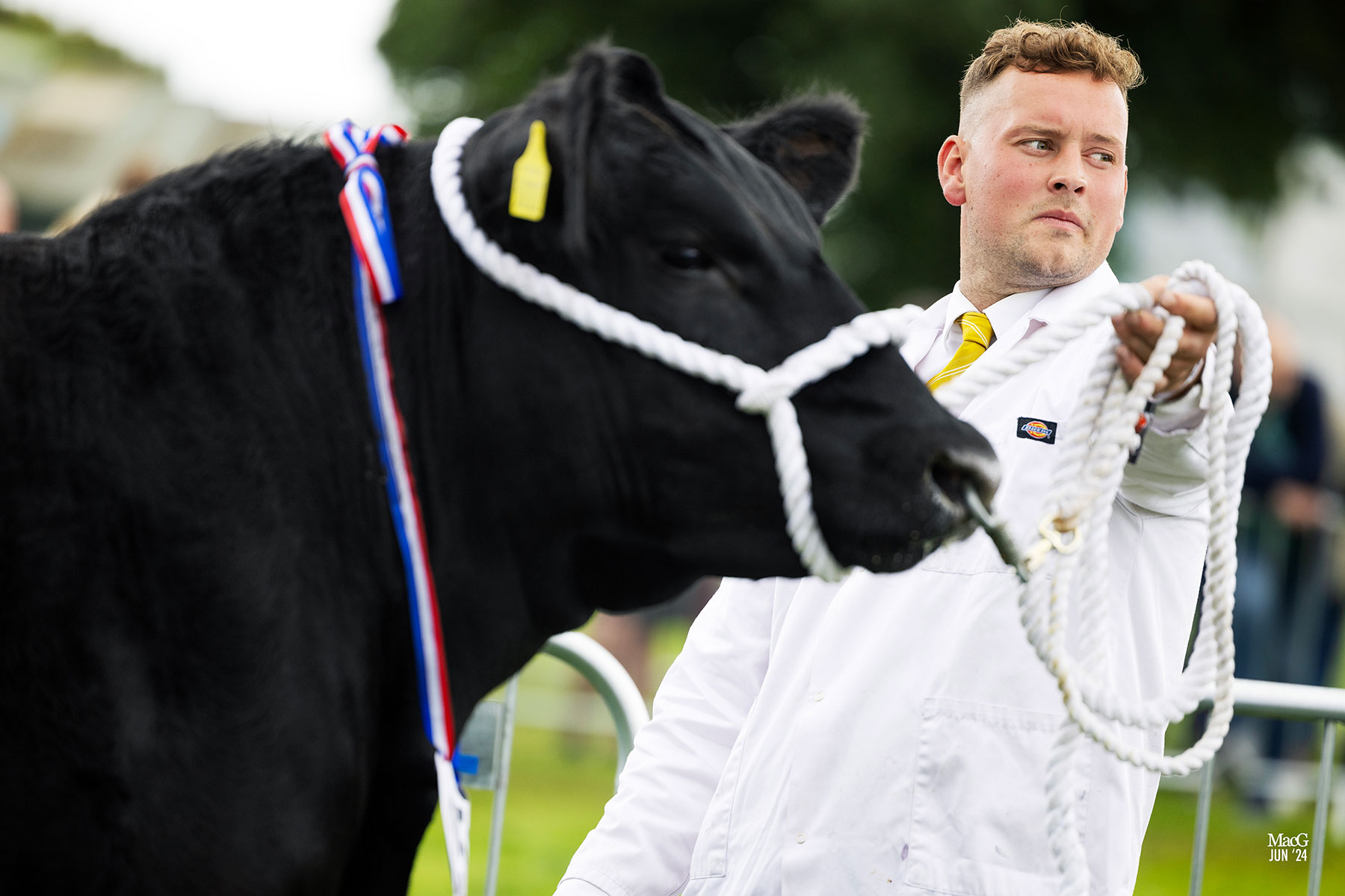 Royal Highland Show 2024 - Aberdeen-Angus Cattle Society