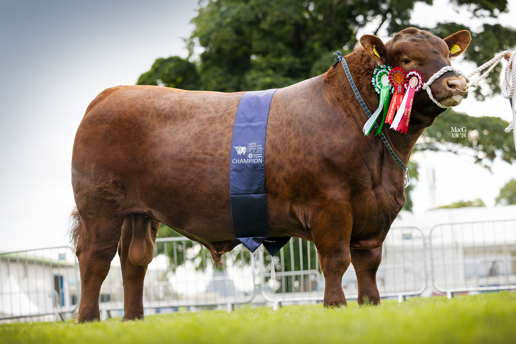 Royal Highland Show 2024 Report & Results - Aberdeen-Angus Cattle Society