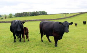 Joint 5,000gns tops at CCM Airedale Angus on-farm production sale ...