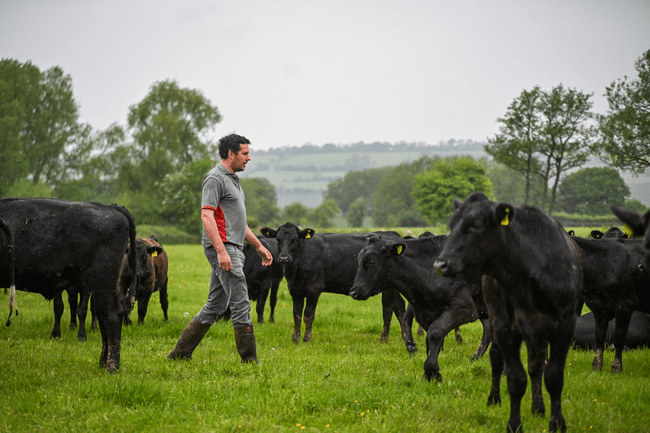Introduction of Aberdeen-Angus genetics drives expansion of Shropshire ...