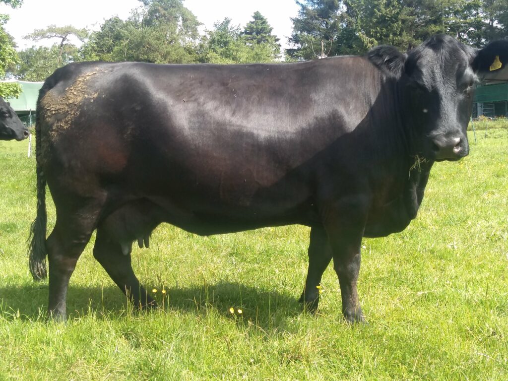 Moffat Aberdeen-Angus Production Sale | Aberdeen-Angus Cattle Society