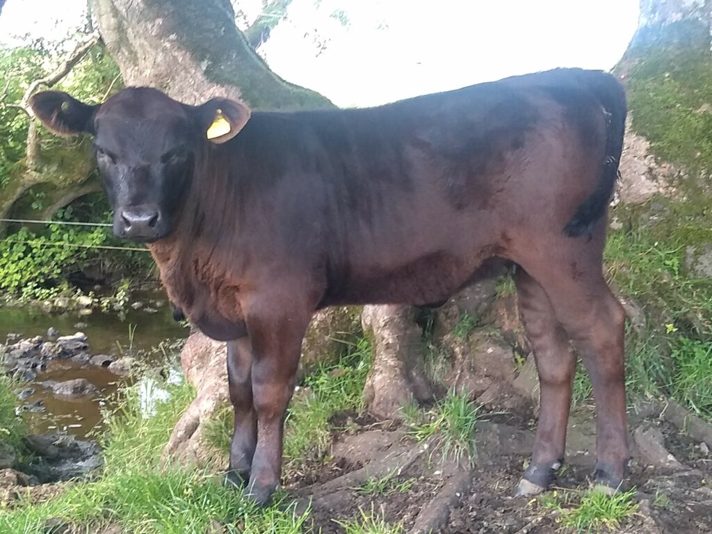 Moffat Aberdeen-Angus Production Sale - Aberdeen-Angus Cattle Society
