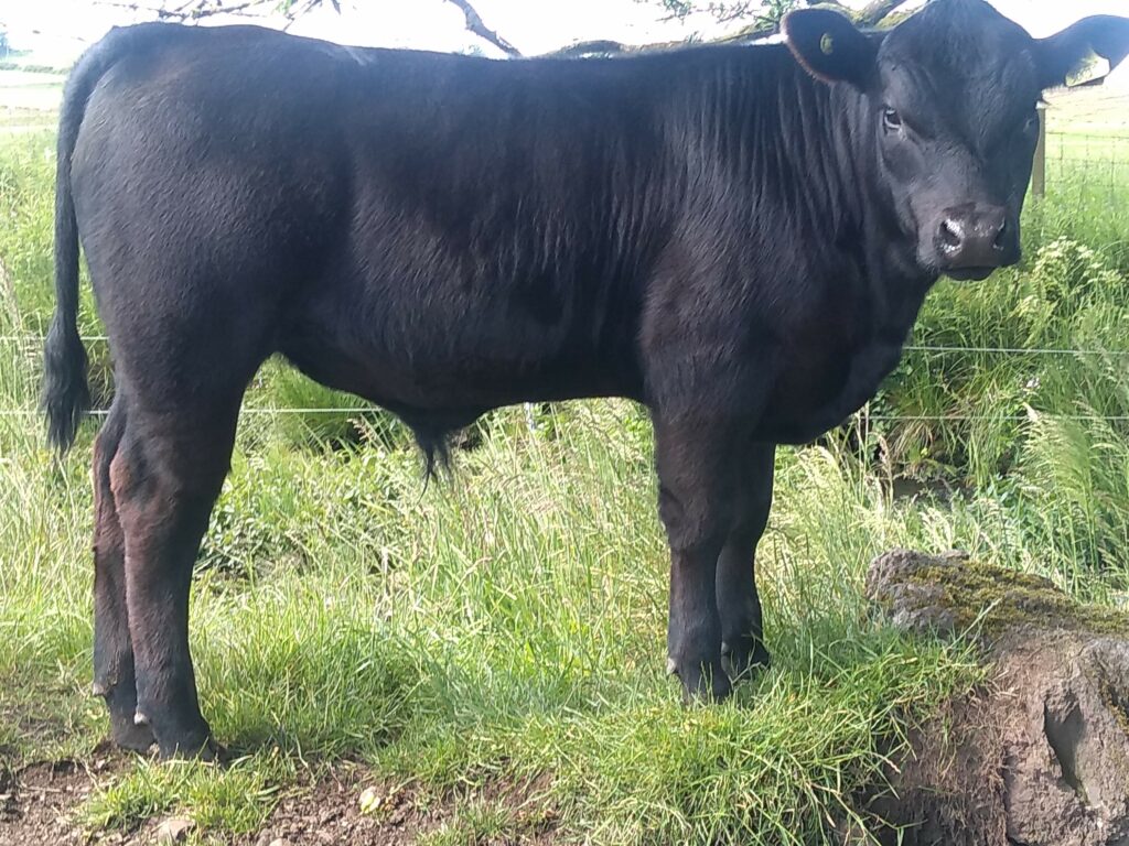 Moffat Aberdeen-Angus Production Sale | Aberdeen-Angus Cattle Society