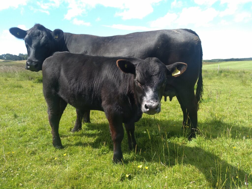 Moffat Aberdeen-Angus Production Sale | Aberdeen-Angus Cattle Society