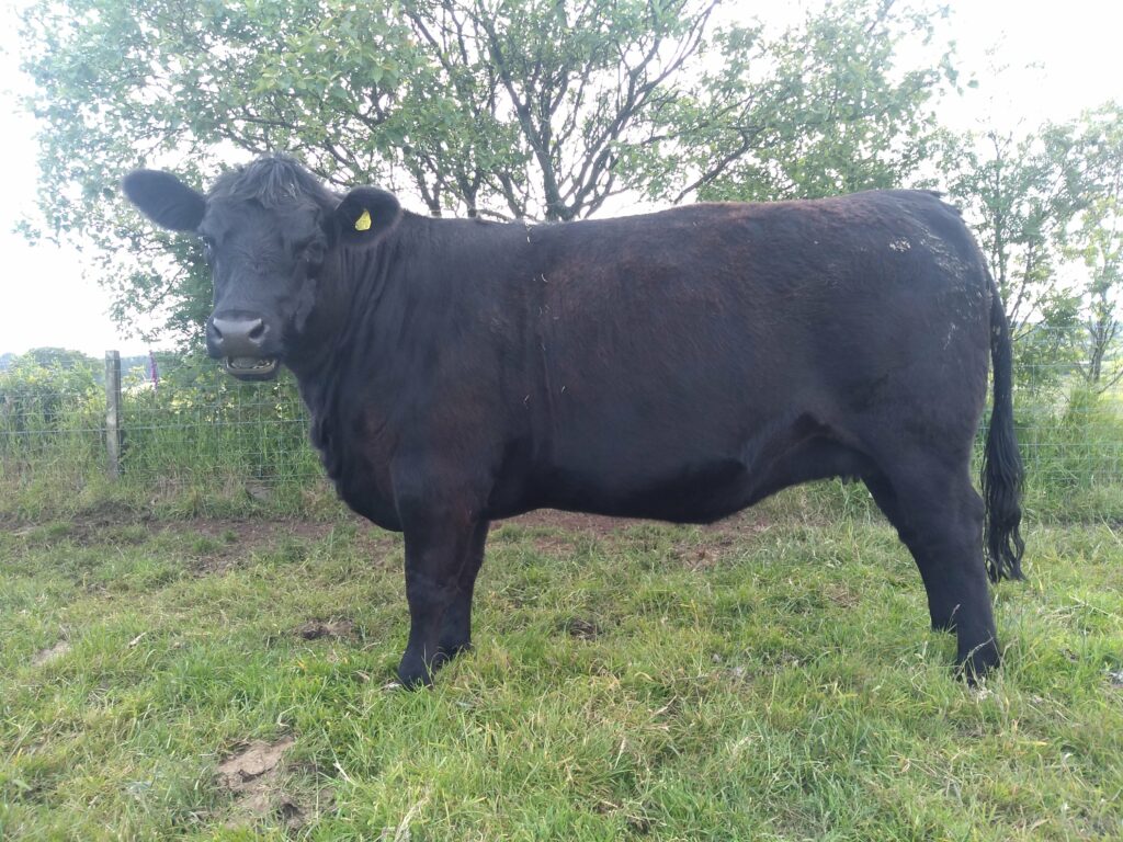 Moffat Aberdeen-Angus Production Sale | Aberdeen-Angus Cattle Society