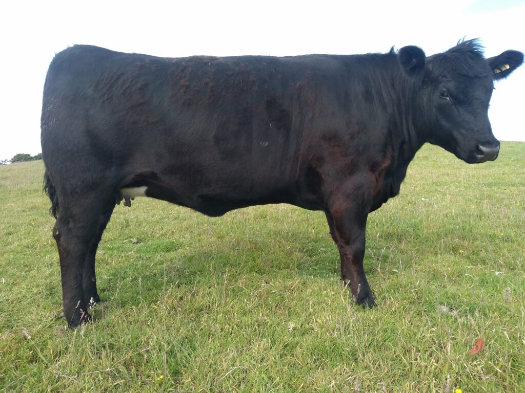 Moffat Aberdeen-Angus Production Sale | Aberdeen-Angus Cattle Society