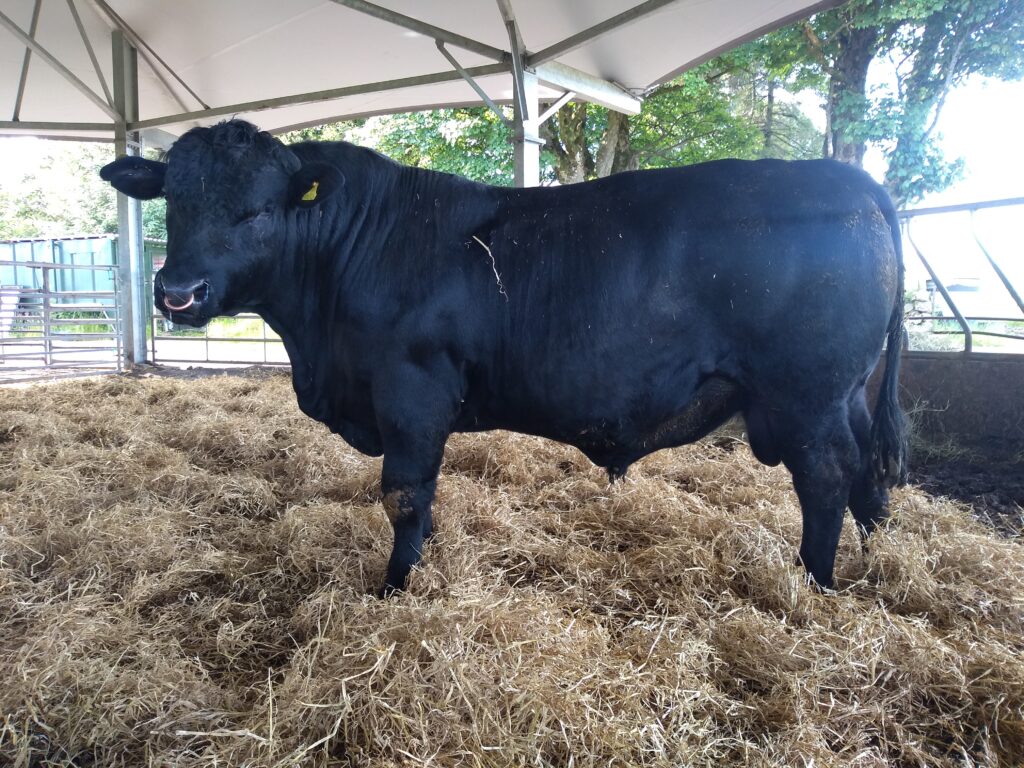 Moffat Aberdeen-Angus Production Sale - Aberdeen-Angus Cattle Society