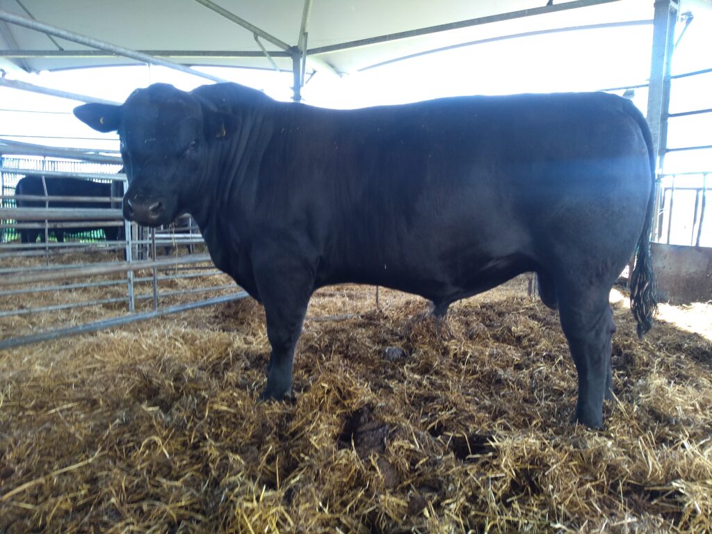 Moffat Aberdeen-Angus Production Sale | Aberdeen-Angus Cattle Society