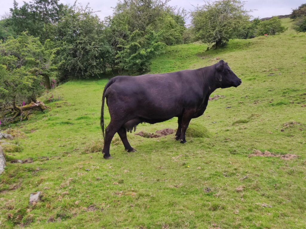 3 Aberdeen-Angus Cows for sale - Aberdeen-Angus Cattle Society