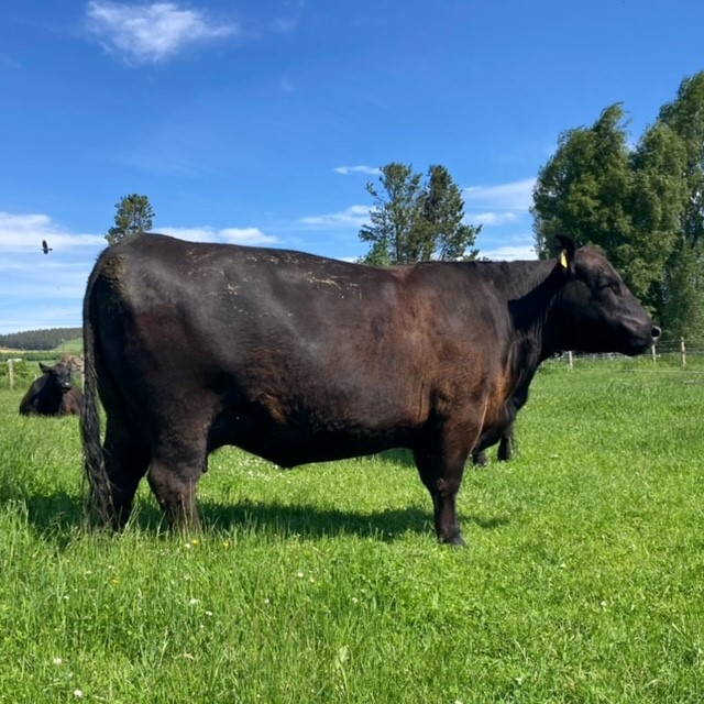 3-5 Year old Cows with calves at foot & Maiden Heifers for sale ...