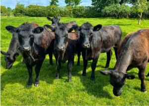 8 Pedigree Aberdeen Angus Breeding Heifer - Aberdeen-Angus Cattle Society