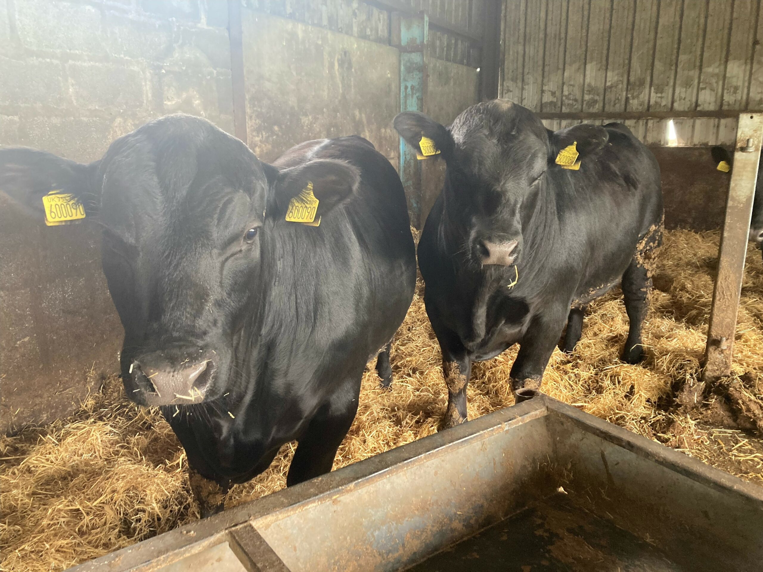 3 Pedigree Aberdeen-Angus Bulls for sale - West Wales Area - Aberdeen ...