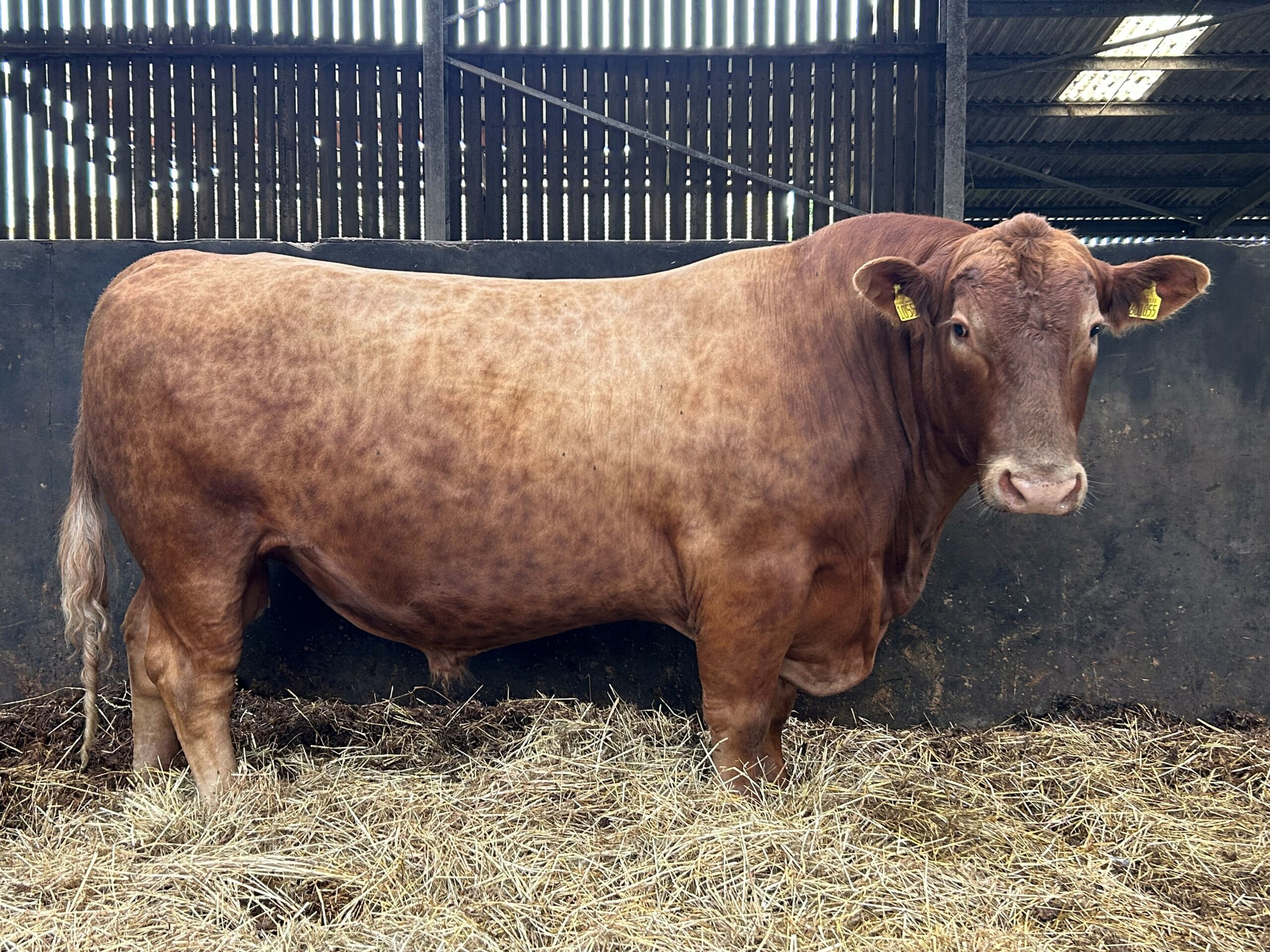 News & Events - Aberdeen-Angus Cattle Society