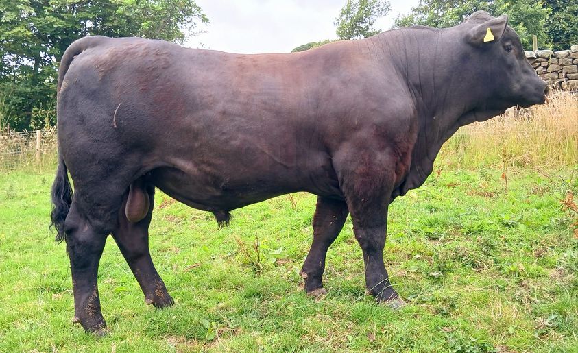 2 Aberdeen-Angus Bulls & a 2 year old heifer for sale - Aberdeen-Angus ...