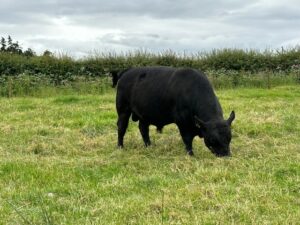 Native Bred Aberdeen-Angus Bull for sale - Perth Area - Aberdeen-Angus ...