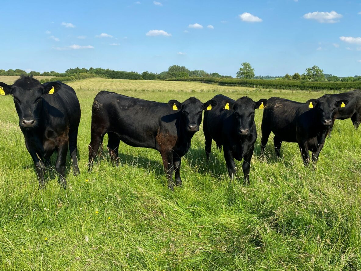 15 Organic Spring born 2023 heifers for sale - Aberdeen-Angus Cattle ...