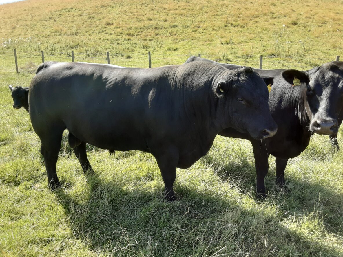 Airedale Euston U571 For Sale – Skipton Area - Aberdeen-Angus Cattle ...