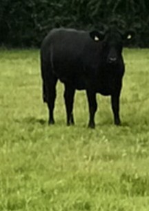 Maiden Heifer for Sale – South Oxfordshire Area - Aberdeen-Angus Cattle ...