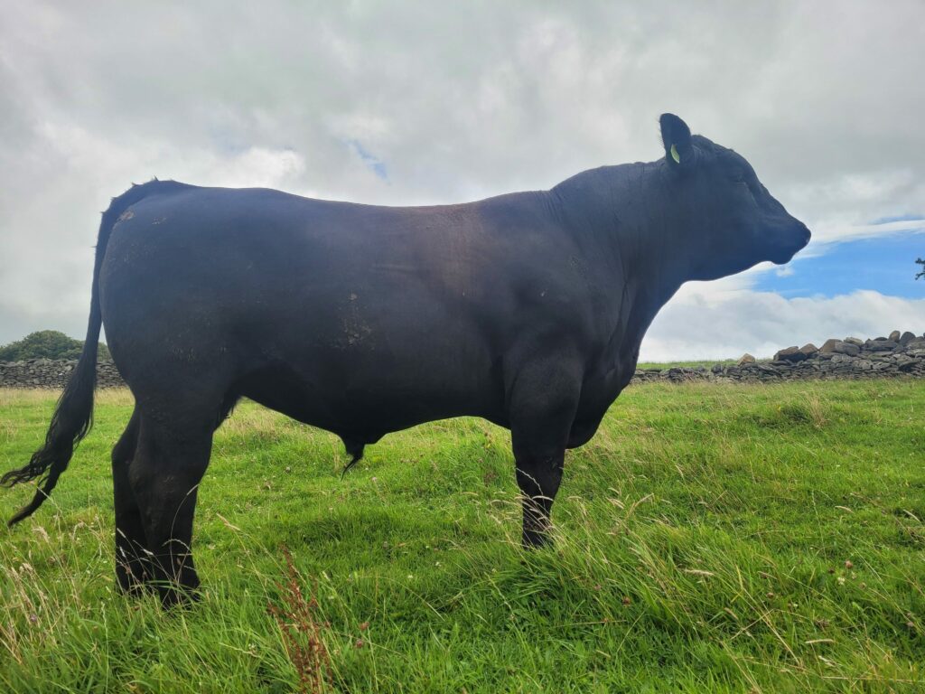 Stock for Sale - Aberdeen-Angus Cattle Society