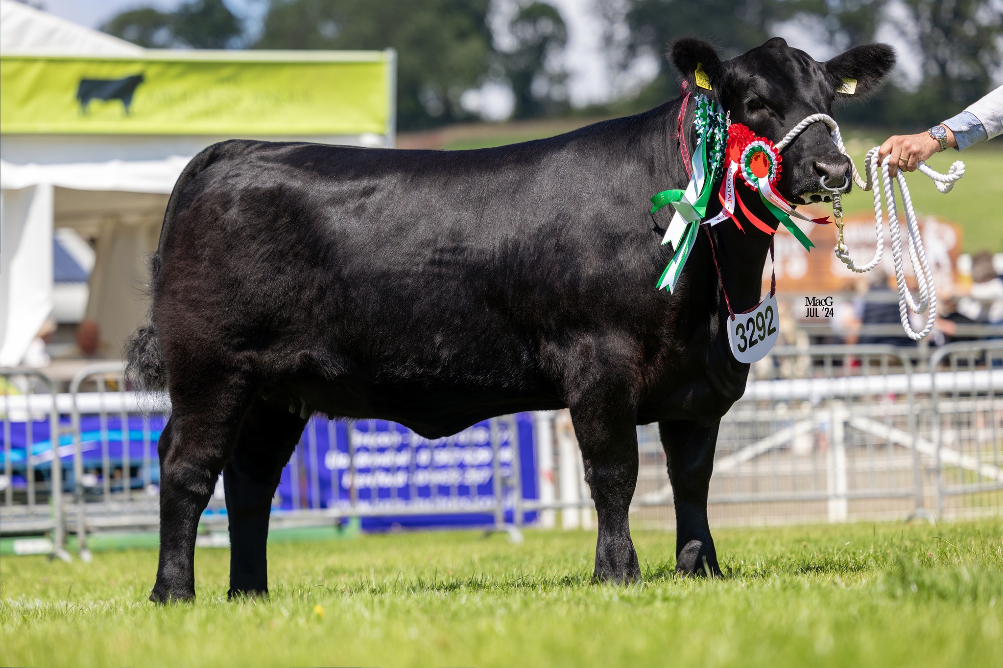 Latest News and Features - Aberdeen-Angus Cattle Society